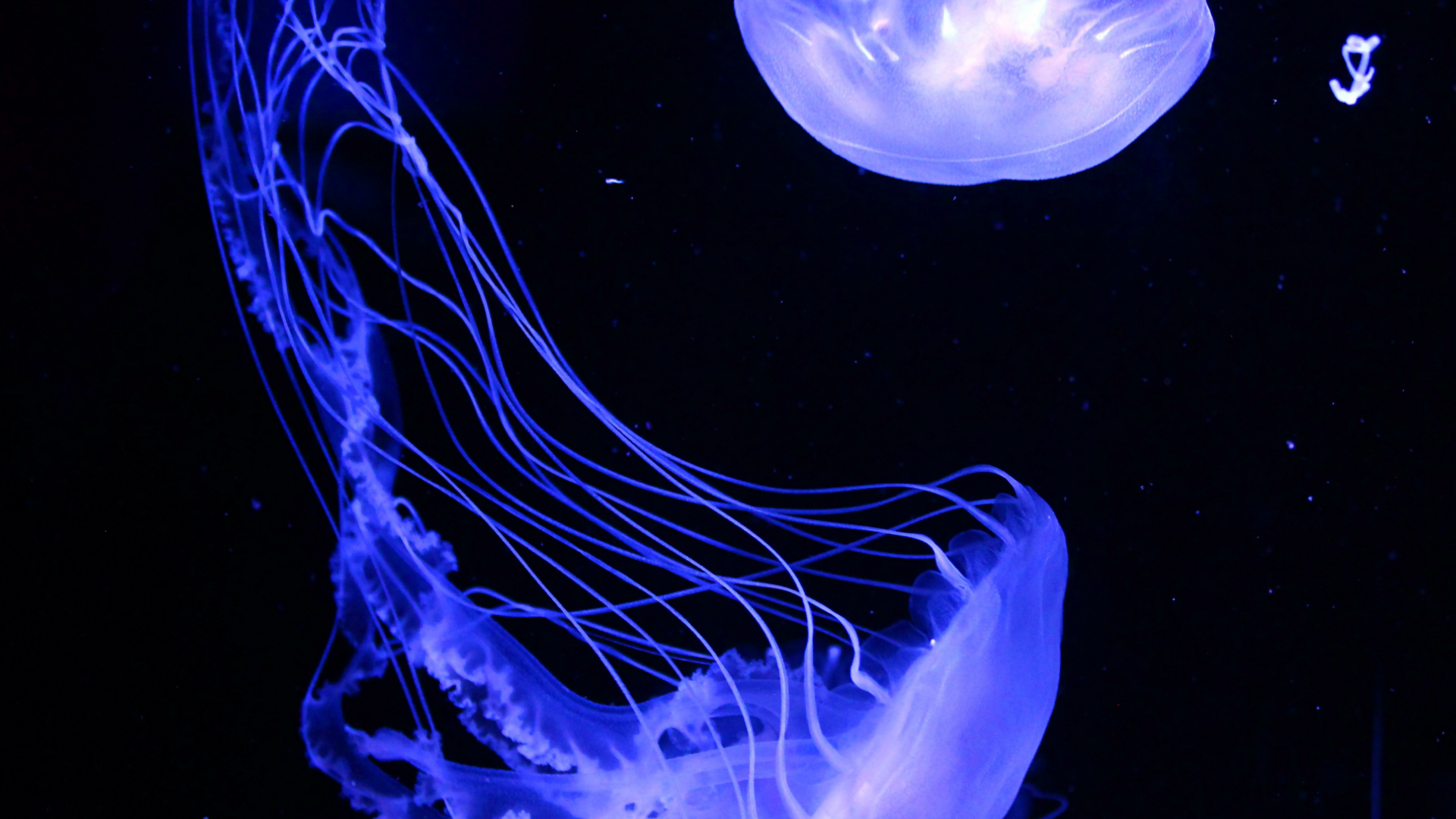 Jessica Cunningham, Ph.D. – Interdisciplinary scientist with 17+ years ...